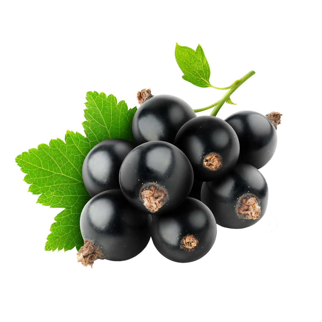 Blackcurrant – Bierfrucht